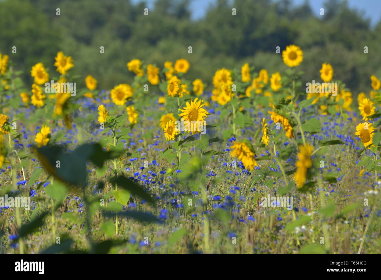 Indian sunflowers hi-res stock photography and images - Alamy