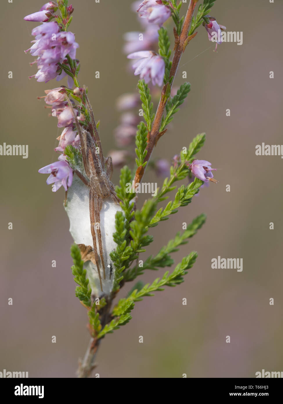 Pisaura mirabilis hi-res stock photography and images - Alamy