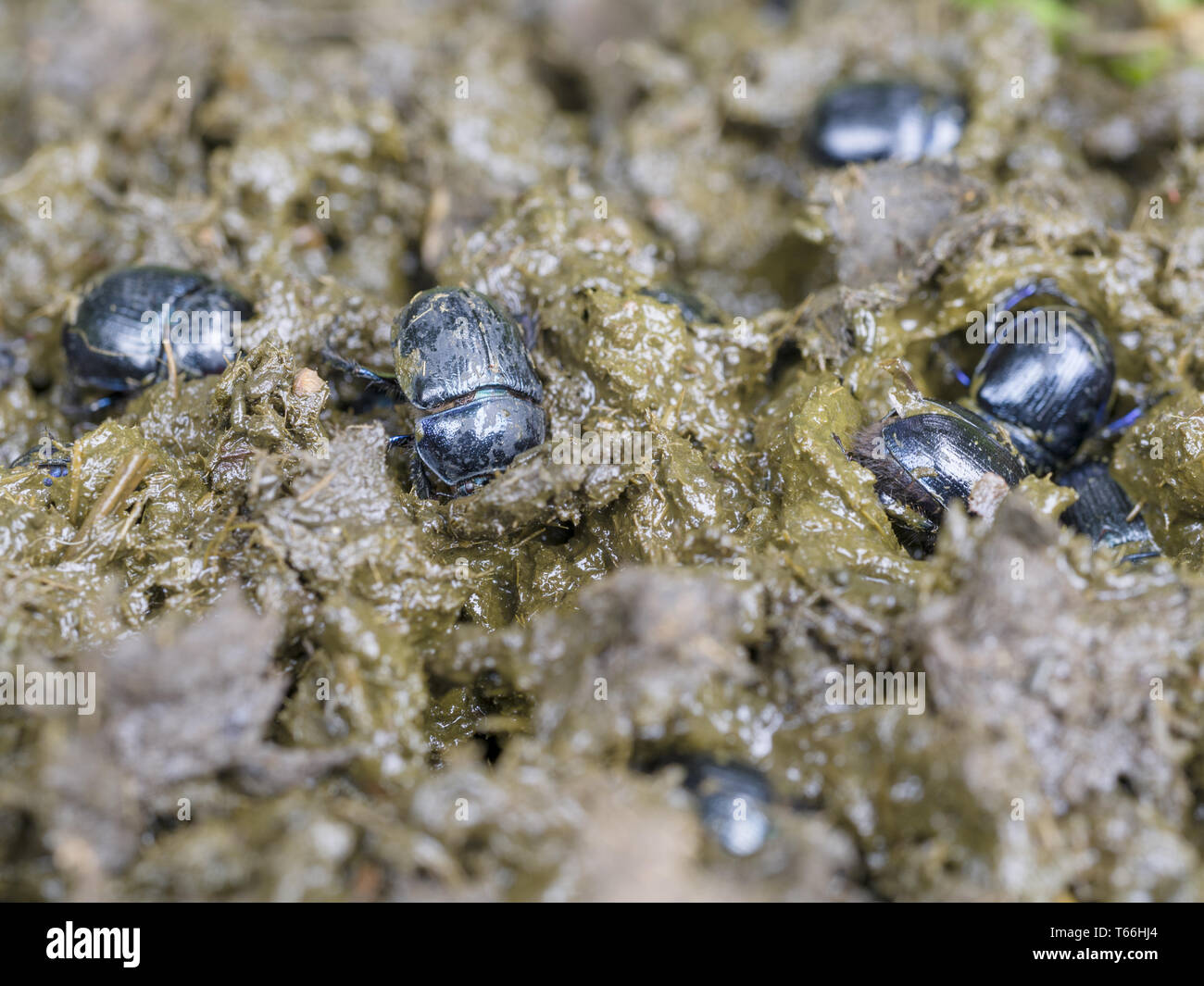 Earth-Boring Dung Beetles (Anoplotrupes stercorosu Stock Photo - Alamy