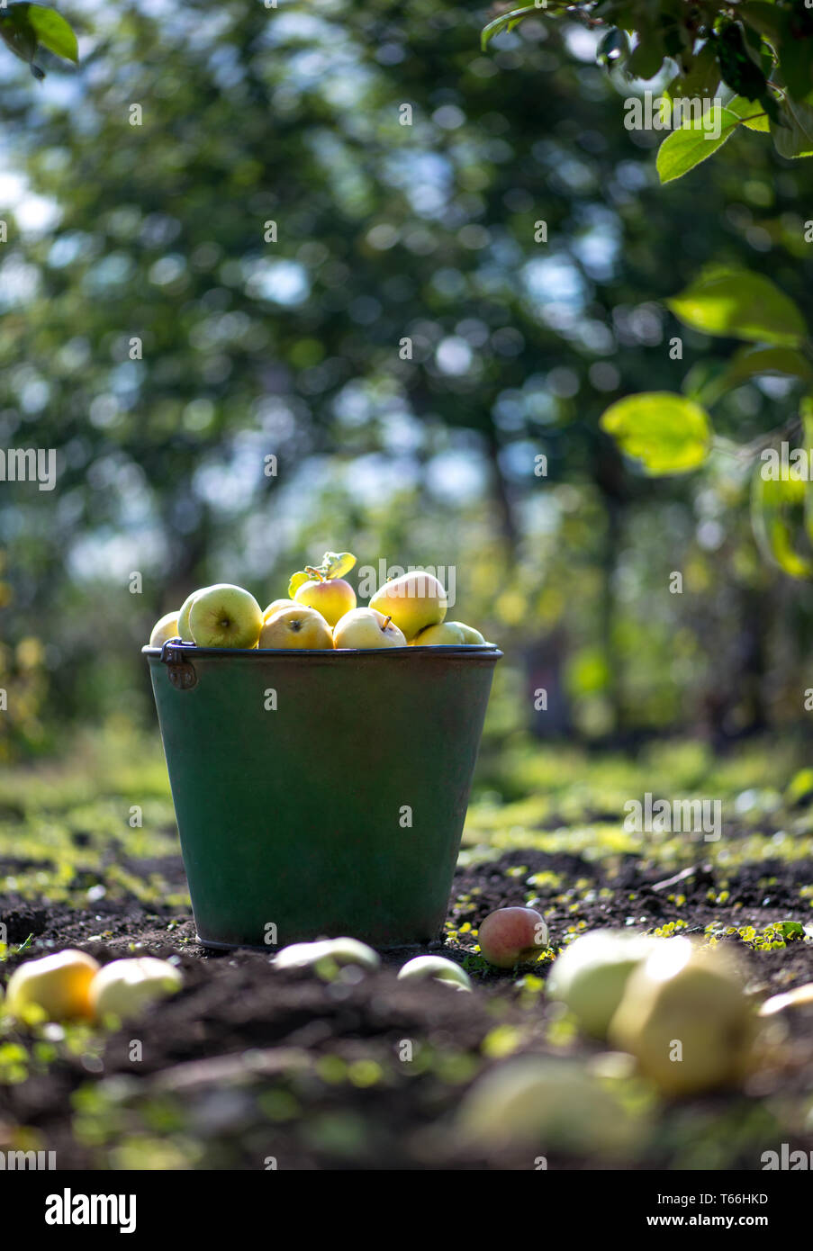 Apple tree growing in pot hi-res stock photography and images - Alamy
