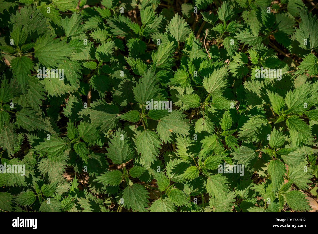 Nettle. common nettle. Green plant background Stock Photo - Alamy