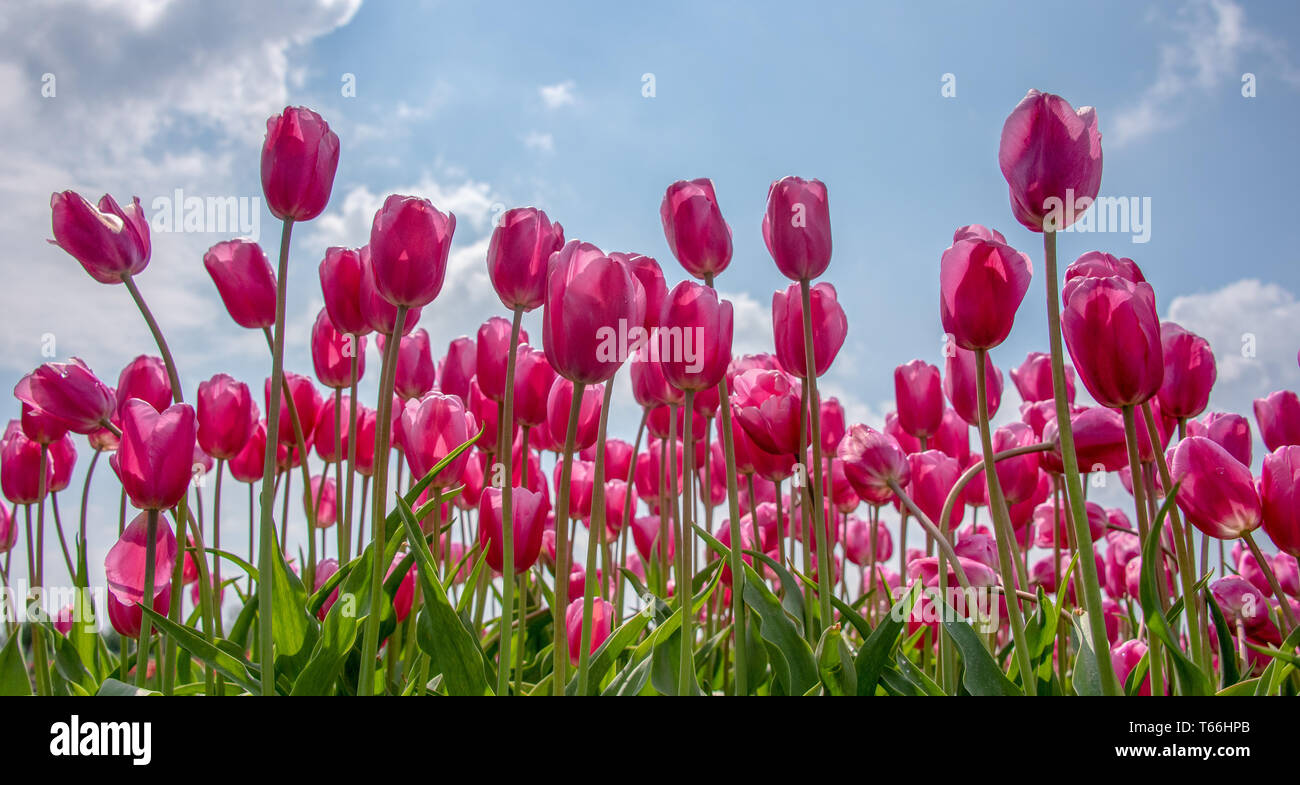 Tulip fever holland hi-res stock photography and images - Alamy