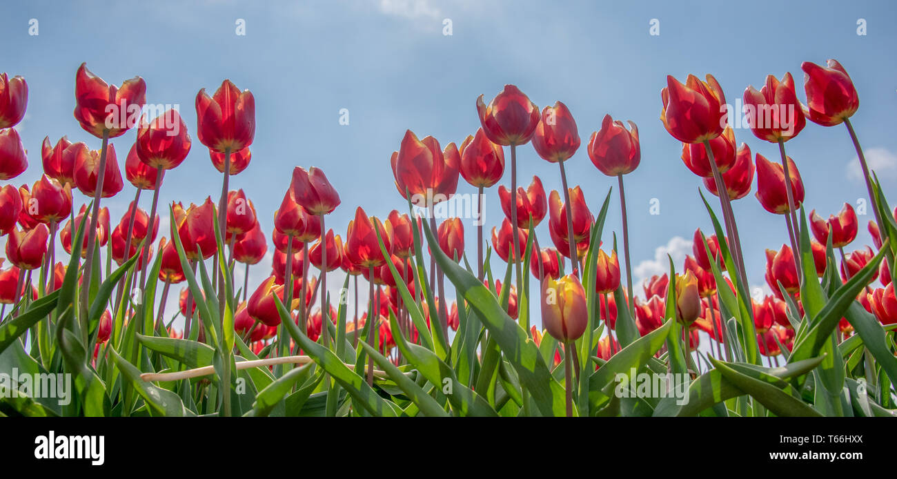 Tulip fever holland hi-res stock photography and images - Alamy