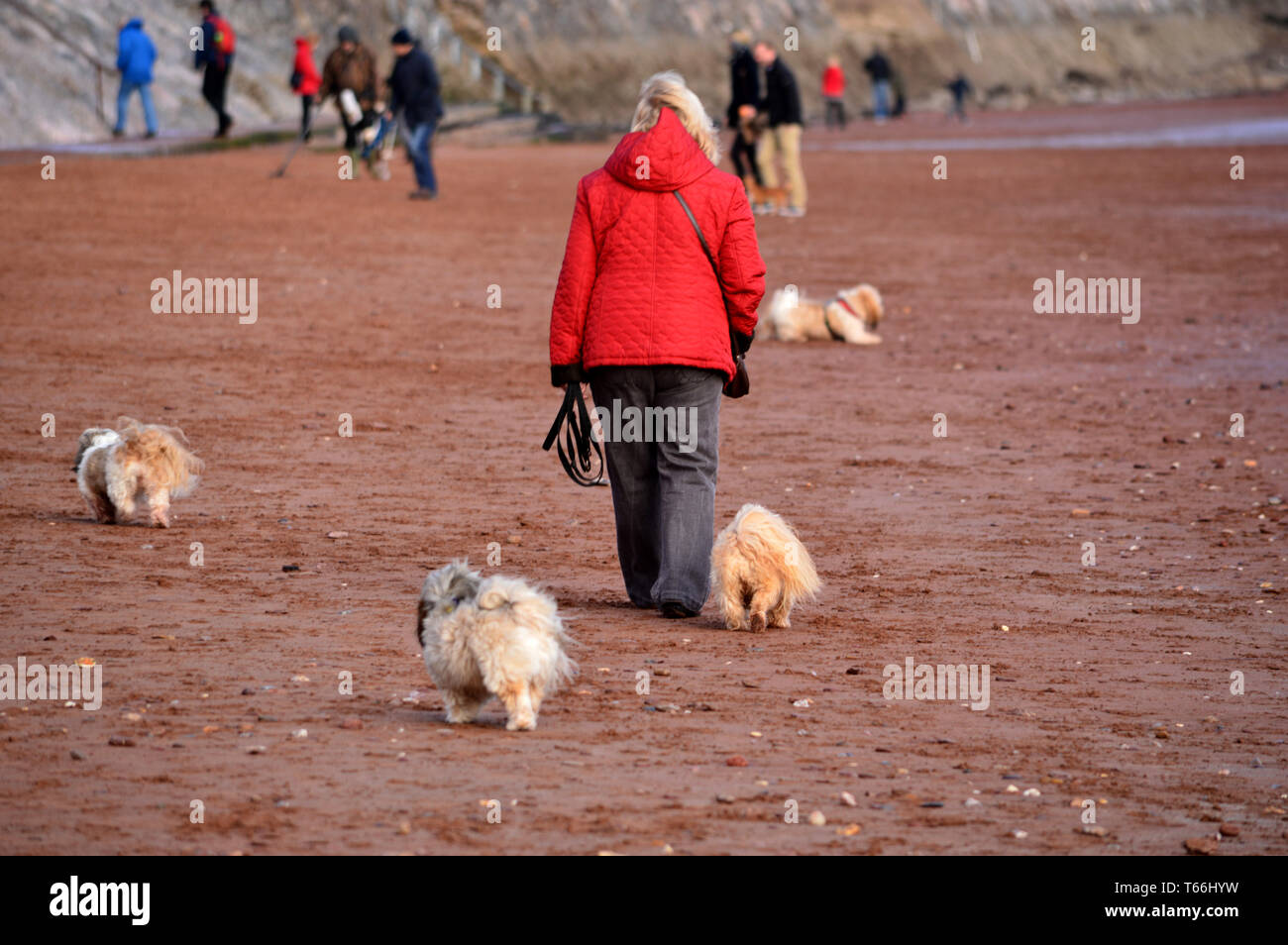 Group stray dogs hi-res stock photography and images - Alamy
