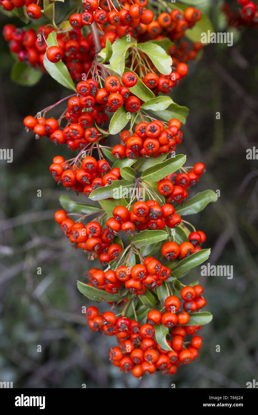 Fire thorn genus hi-res stock photography and images - Alamy