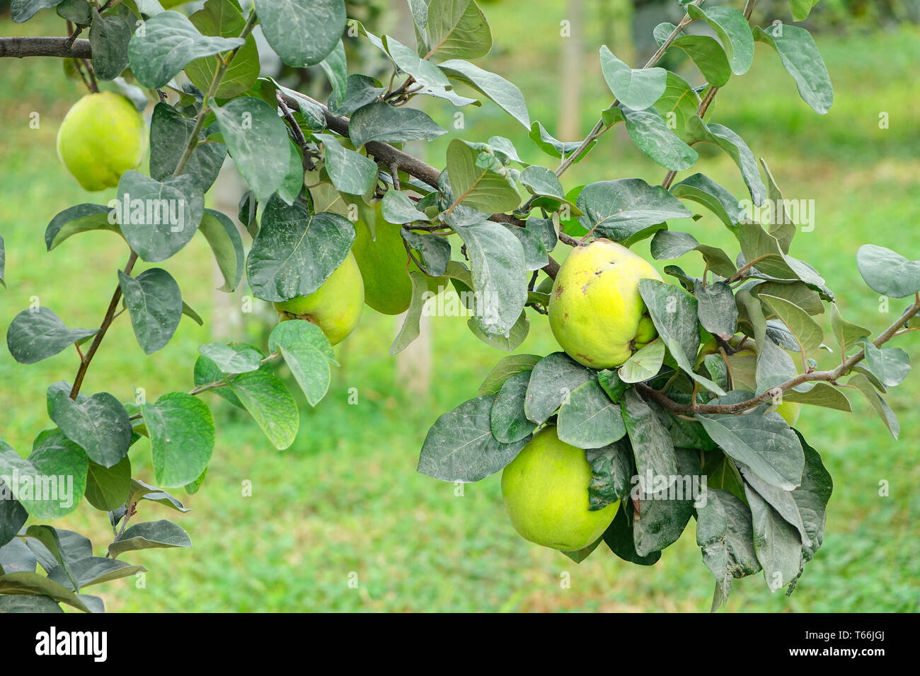Fresh Quince fruits on tree branch with leaves Stock Photo - Alamy