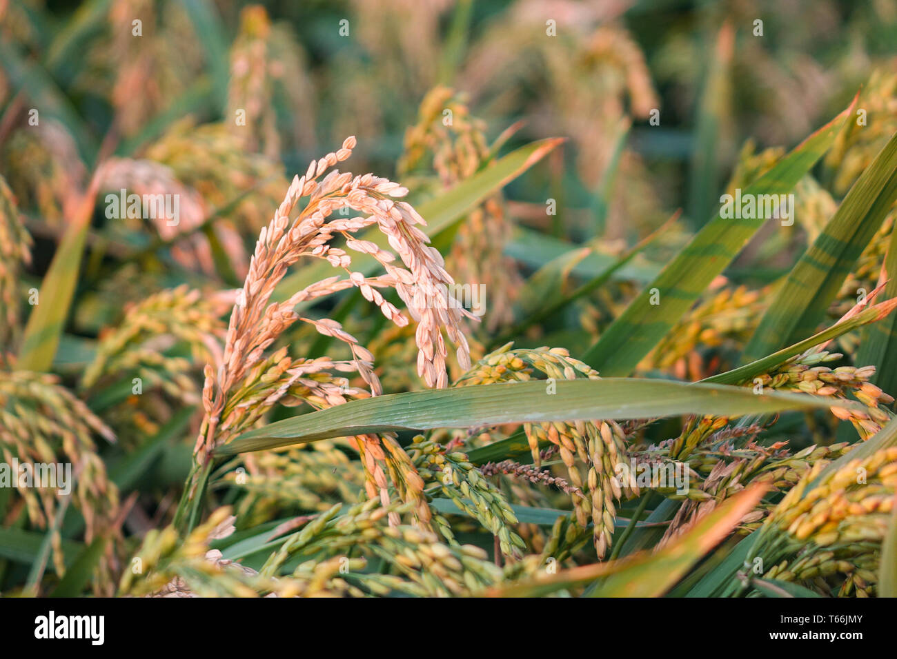 Rice ears in a paddy field, full frame Stock Photo - Alamy