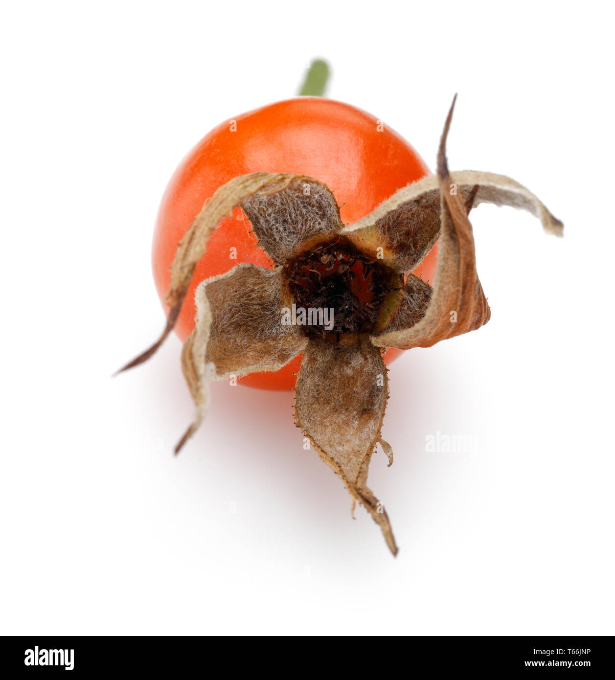 Fresh rose hip isolated on white background Stock Photo - Alamy