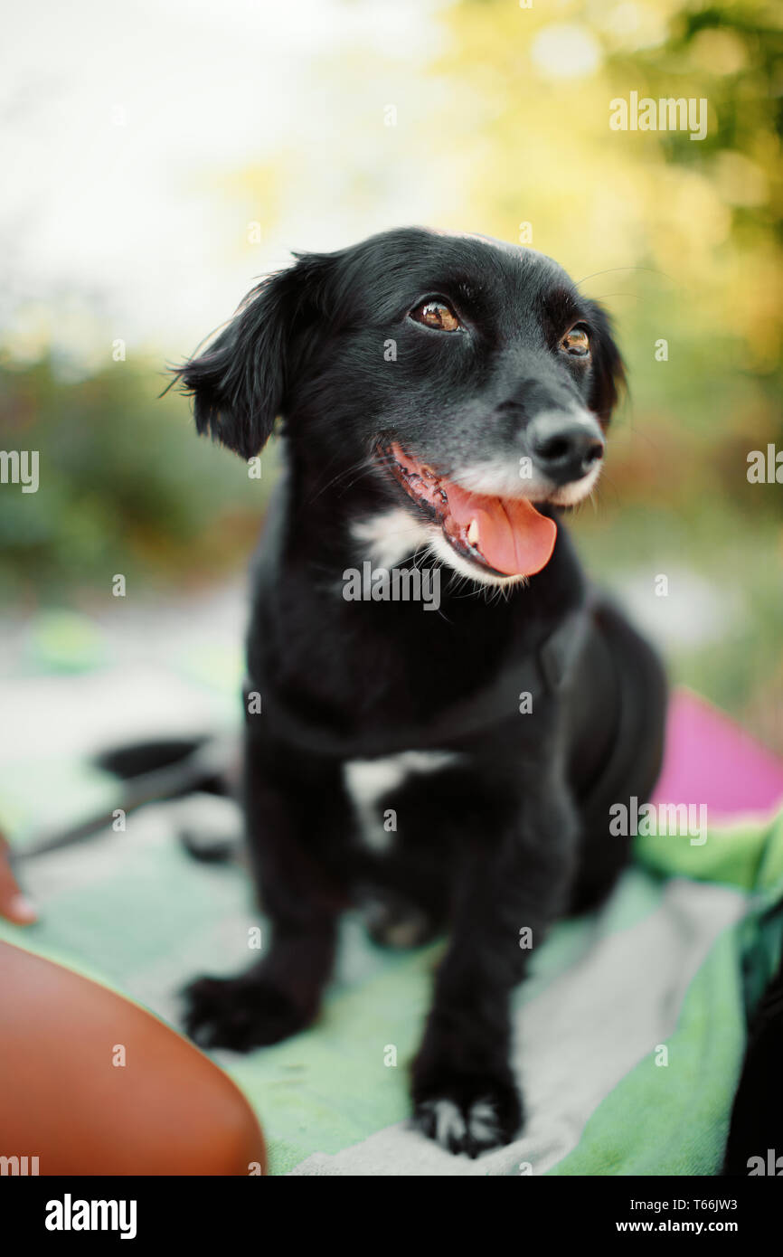 Cute and happy dog, outdoor Stock Photo - Alamy