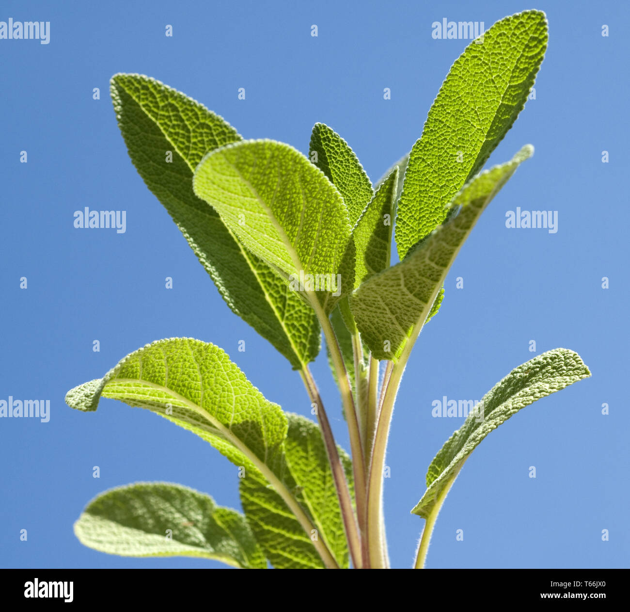 Common Sage, Salvia officinalis Stock Photo - Alamy