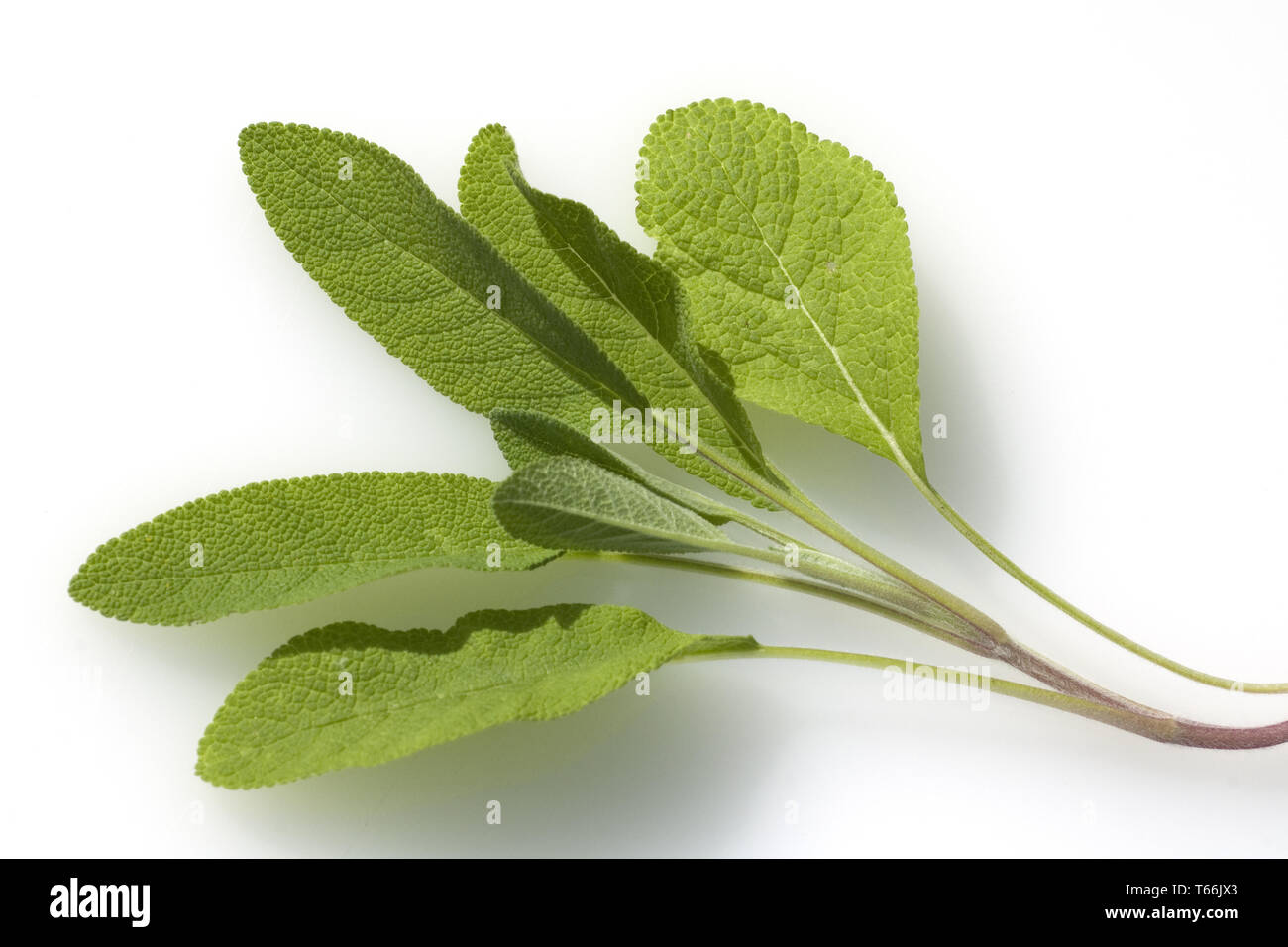 Common Sage, Salvia officinalis Stock Photo - Alamy