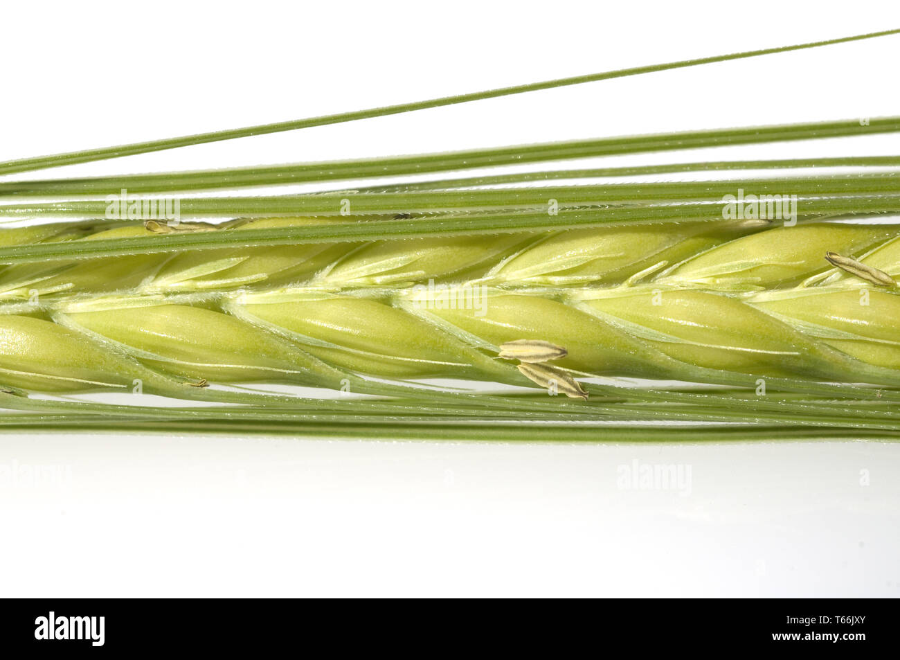 Barley, Hordeum vulgare Stock Photo - Alamy