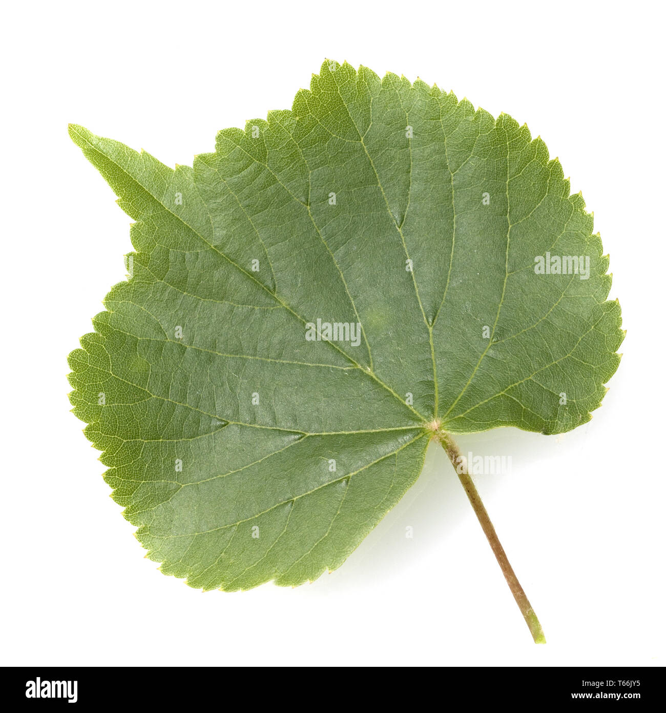 linden tree, genus tilia Stock Photo - Alamy