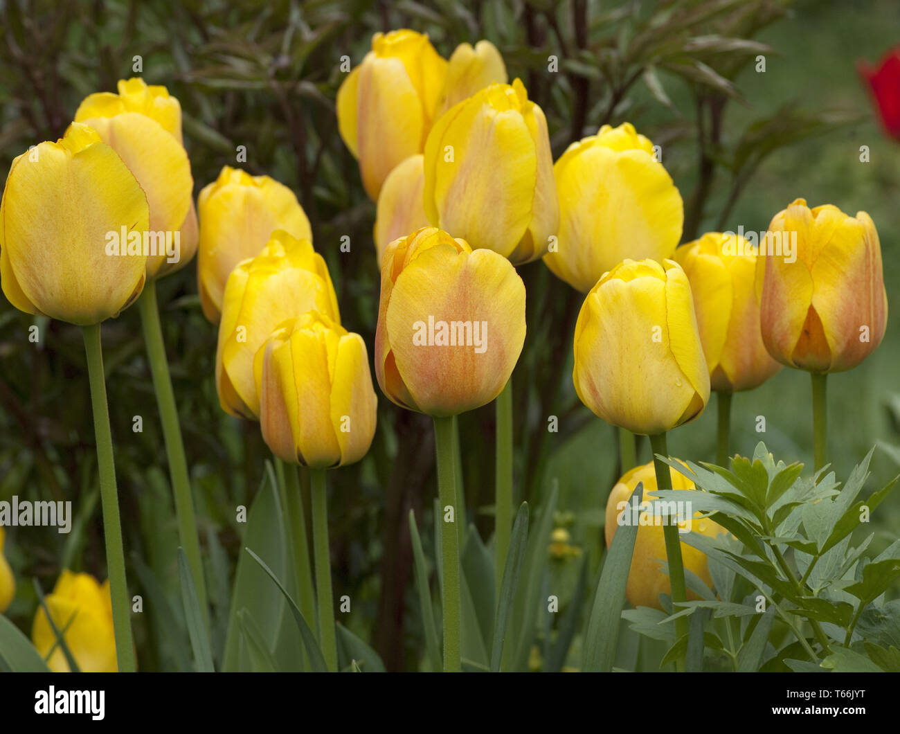 Tulip blooming season in the Netherlands, Europe Stock Photo - Alamy