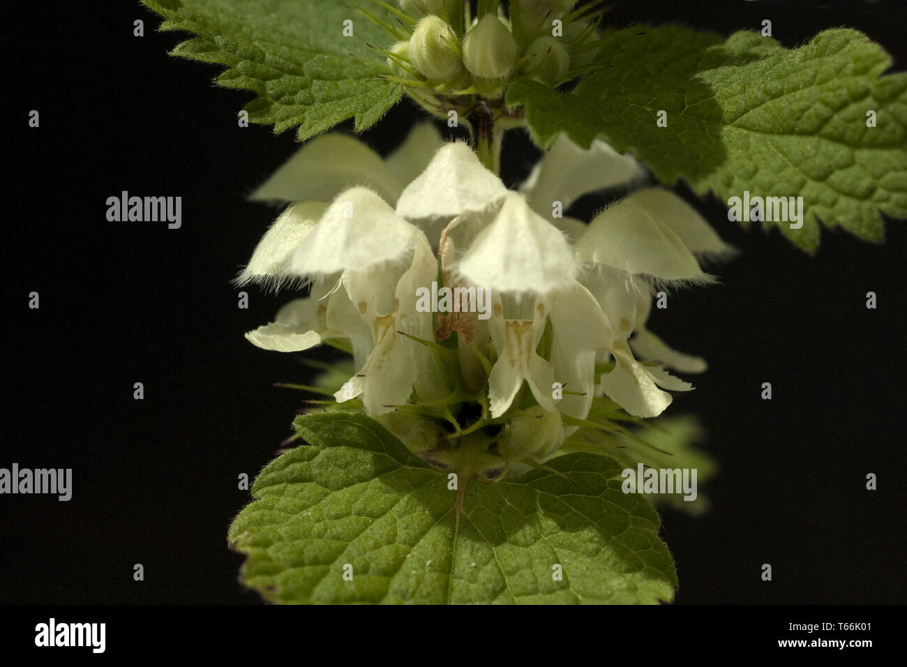 Dead-Nettle, genus Lamium, Germany Stock Photo - Alamy