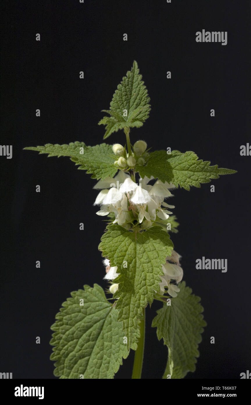 Dead-Nettle, genus Lamium, Germany Stock Photo - Alamy