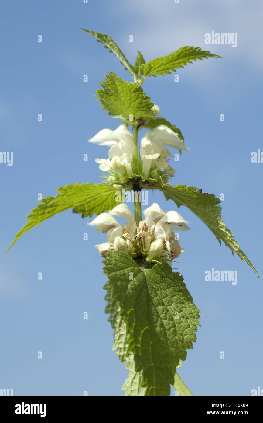 Genus lamium hi-res stock photography and images - Alamy