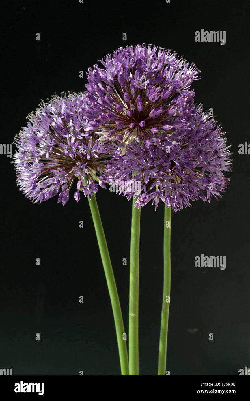 Giant allium or giant onion, Allium giganteum Stock Photo - Alamy