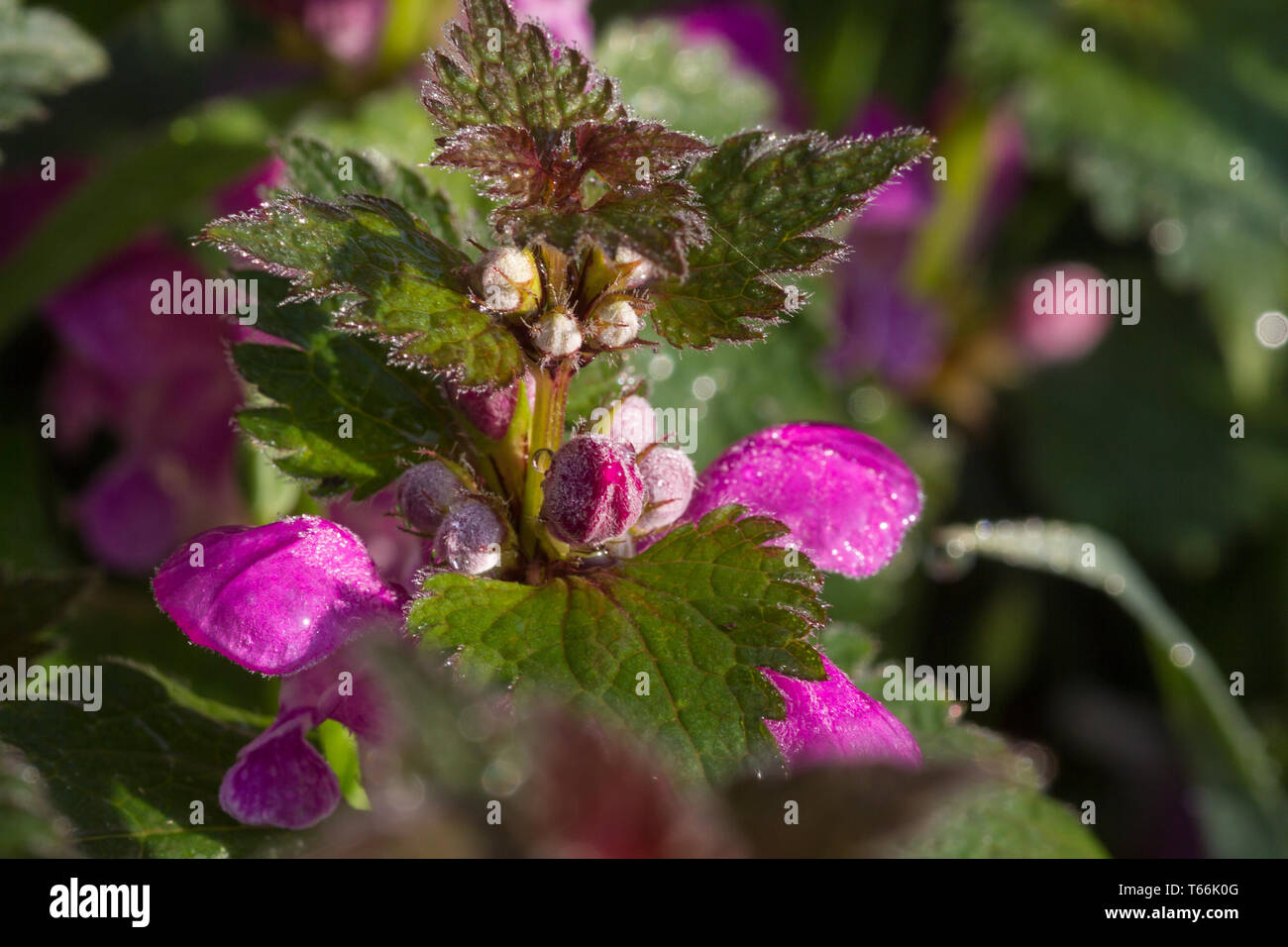 Genus lamium hi-res stock photography and images - Alamy