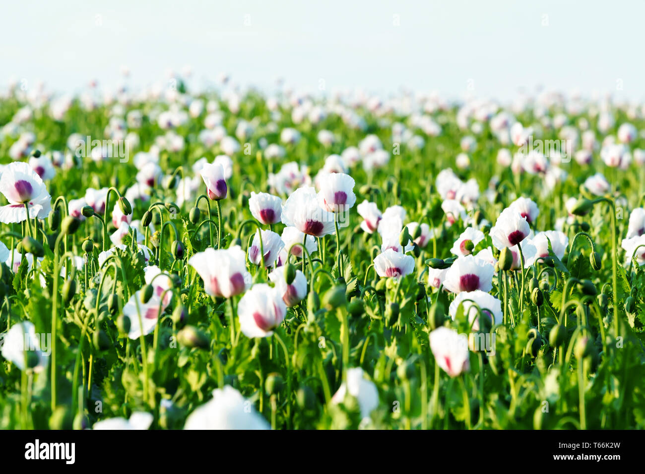 agriculture poppy field Stock Photo - Alamy