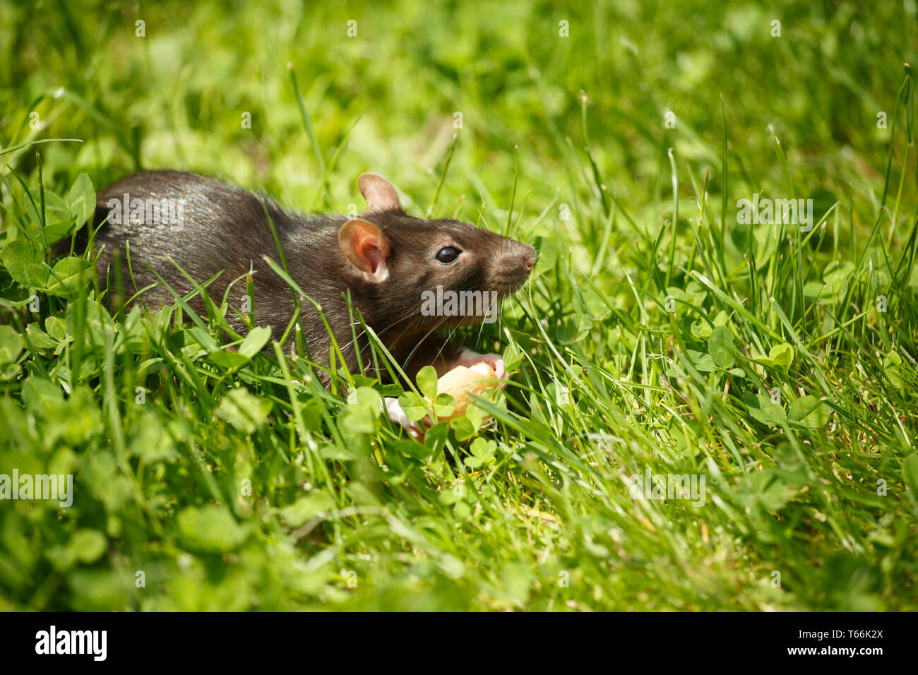 rat eating cake Stock Photo - Alamy