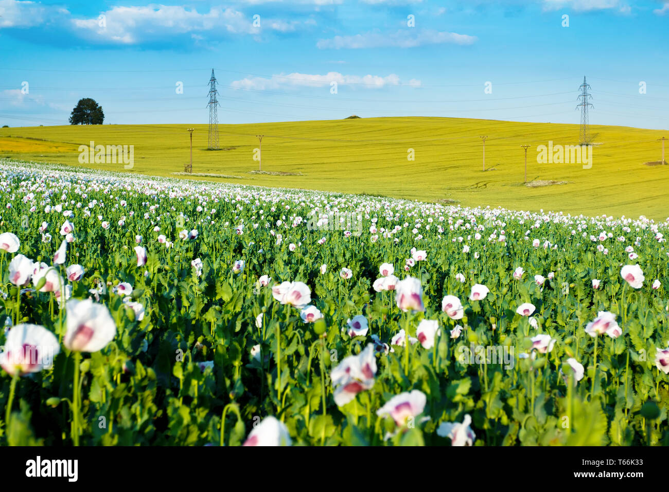 agriculture poppy field Stock Photo - Alamy