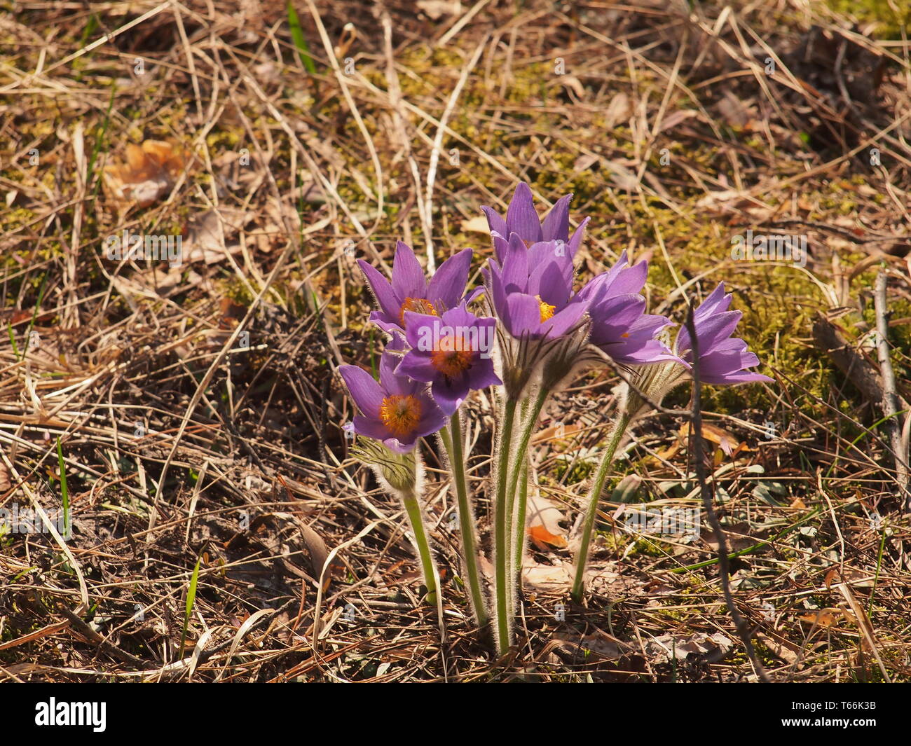 The buds of rock-lily bloom in the forest. Spring flowers. Nature Stock ...