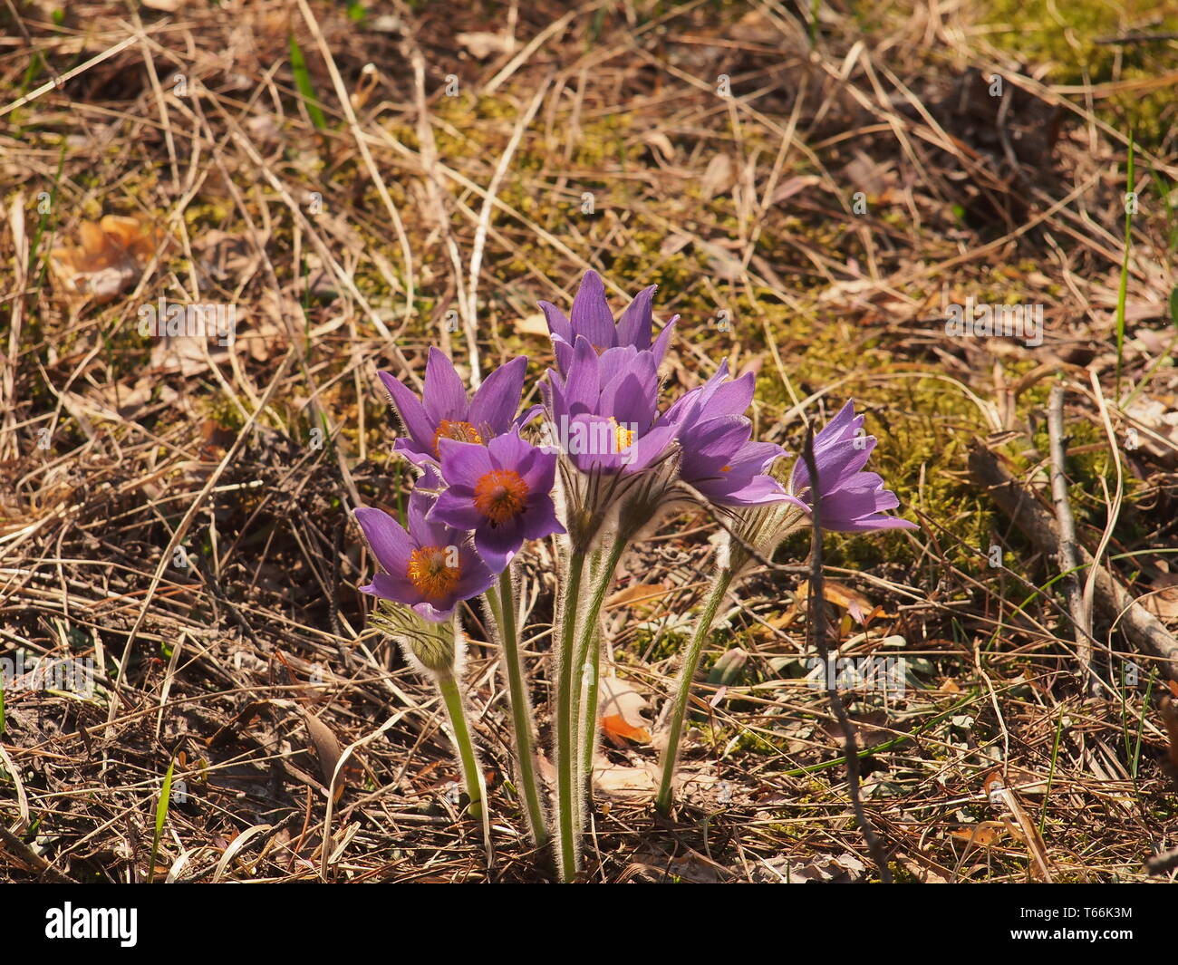 The buds of rock-lily bloom in the forest. Spring flowers. Nature Stock ...