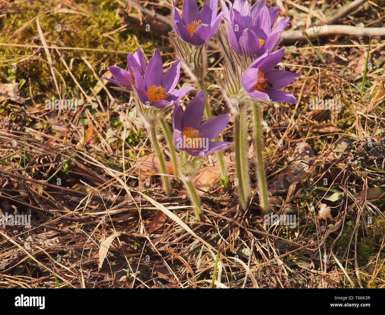 The buds of rock-lily bloom in the forest. Spring flowers. Nature Stock ...