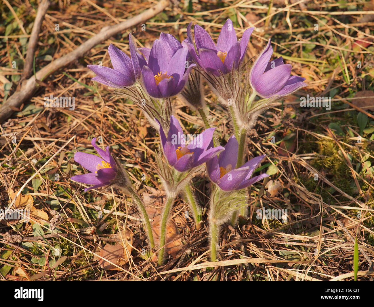 The buds of rock-lily bloom in the forest. Spring flowers. Nature Stock ...