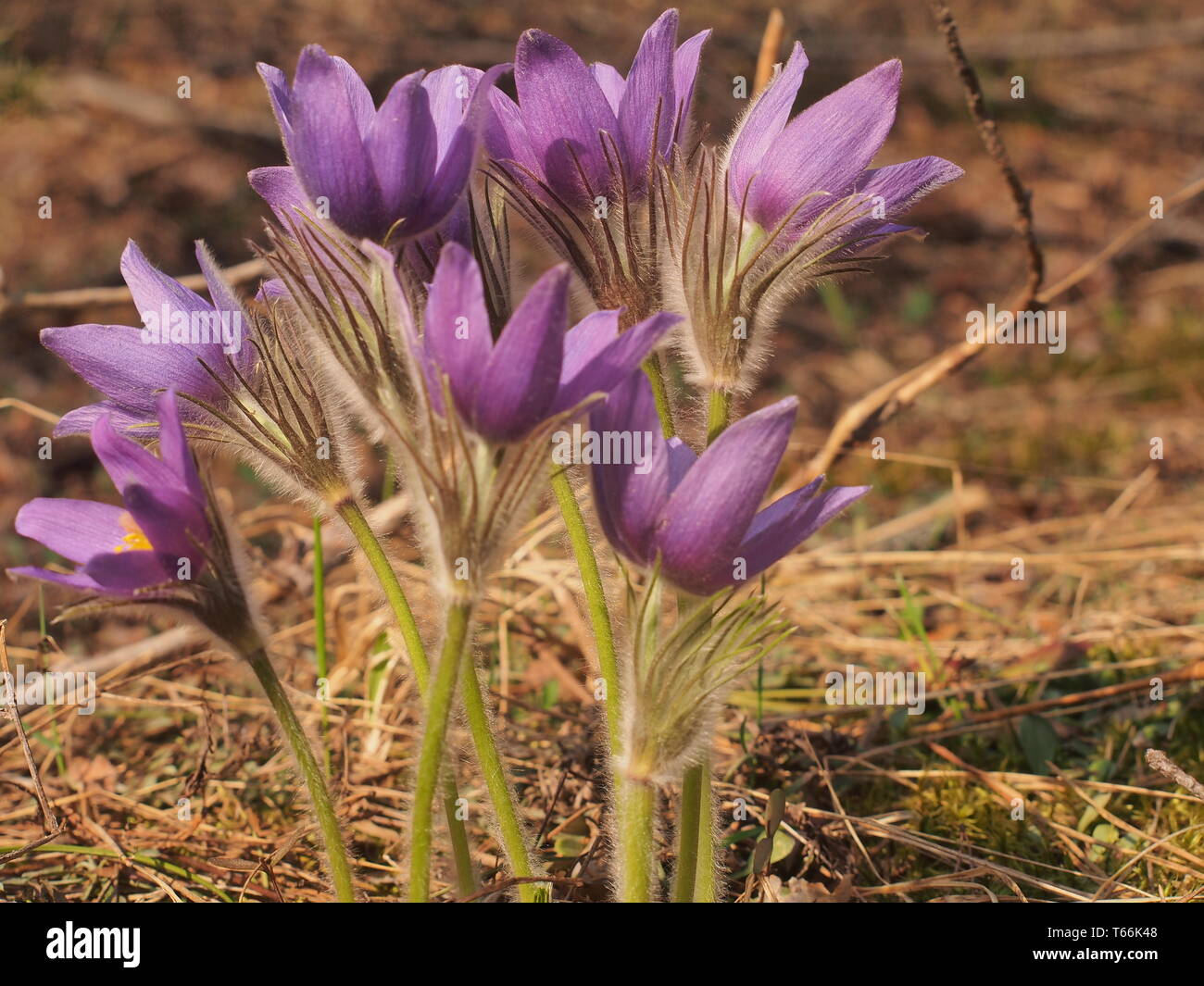 The buds of rock-lily bloom in the forest. Spring flowers. Nature Stock ...