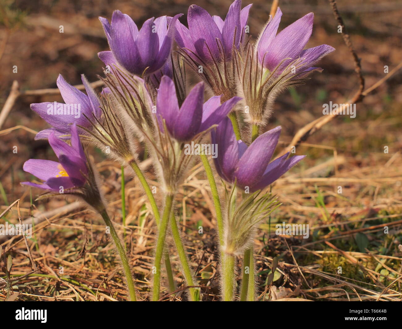 The buds of rock-lily bloom in the forest. Spring flowers. Nature Stock ...