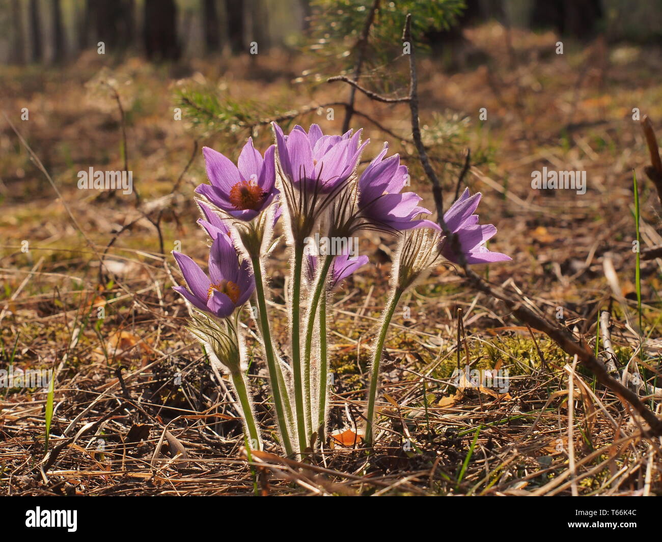 The buds of rock-lily bloom in the forest. Spring flowers. Nature Stock ...