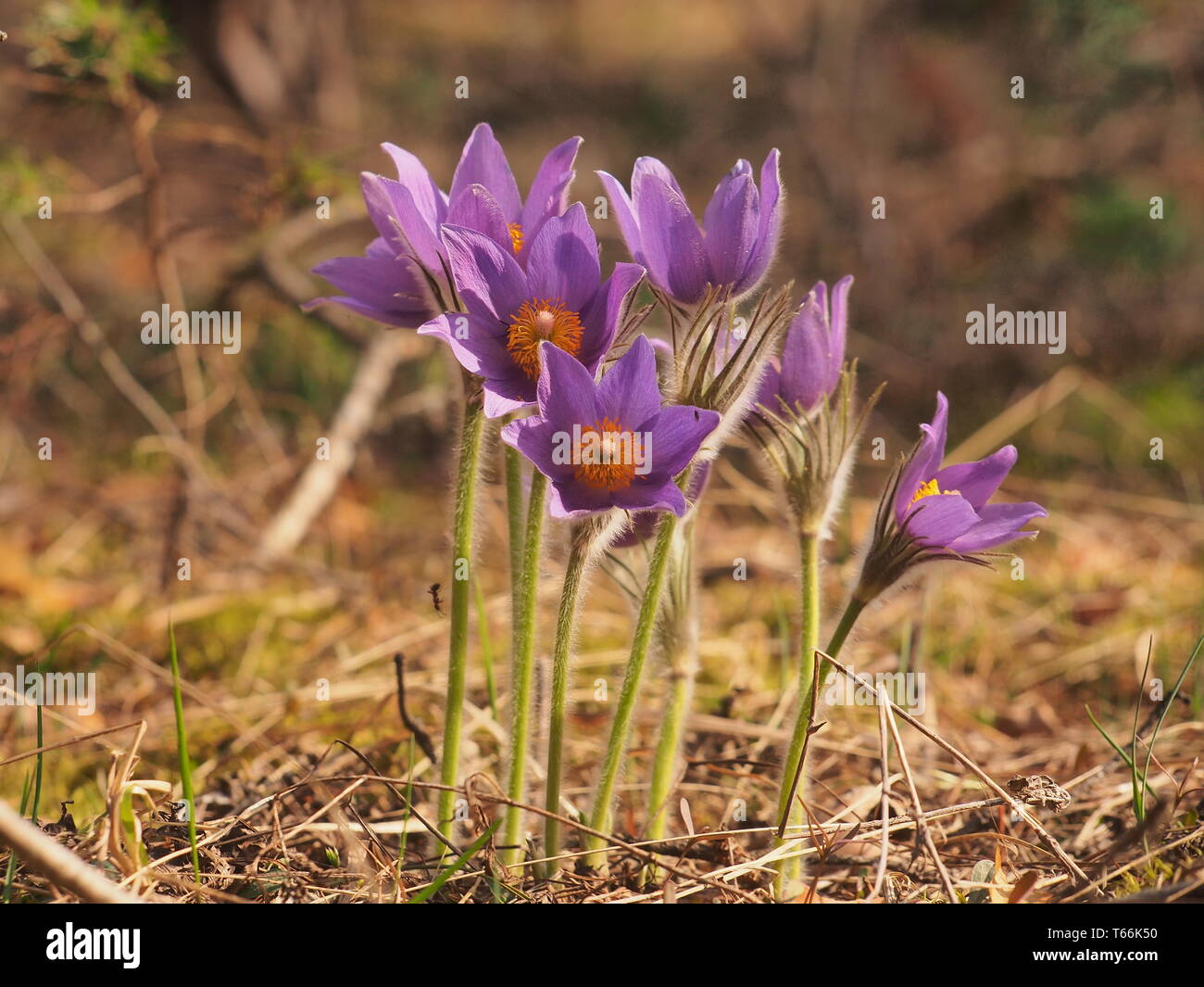 The buds of rock-lily bloom in the forest. Spring flowers. Nature Stock ...