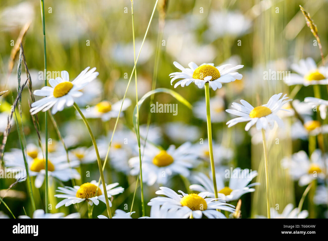 daisy flower field Stock Photo - Alamy