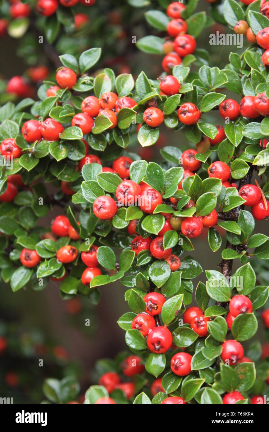 Dwarf cotoneaster hi-res stock photography and images - Alamy