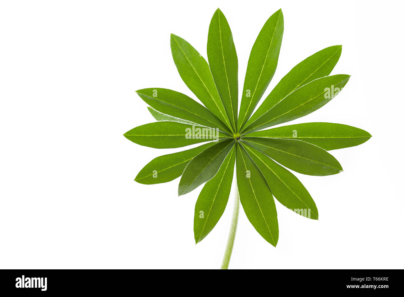 Lupinus genus hi-res stock photography and images - Alamy
