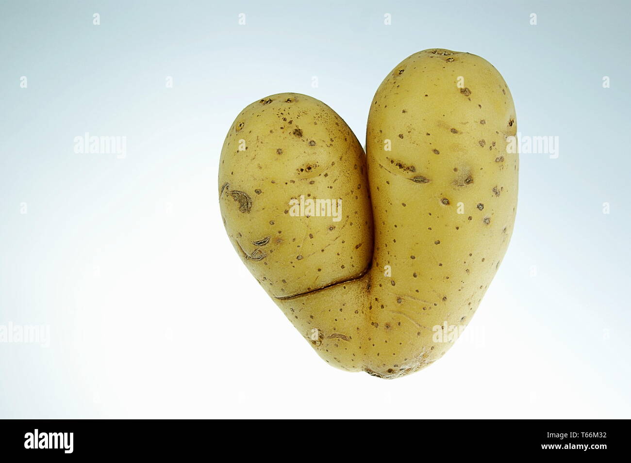 Cordiform hi-res stock photography and images - Alamy