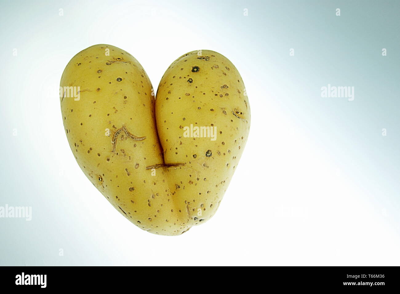 Cordiform hi-res stock photography and images - Alamy