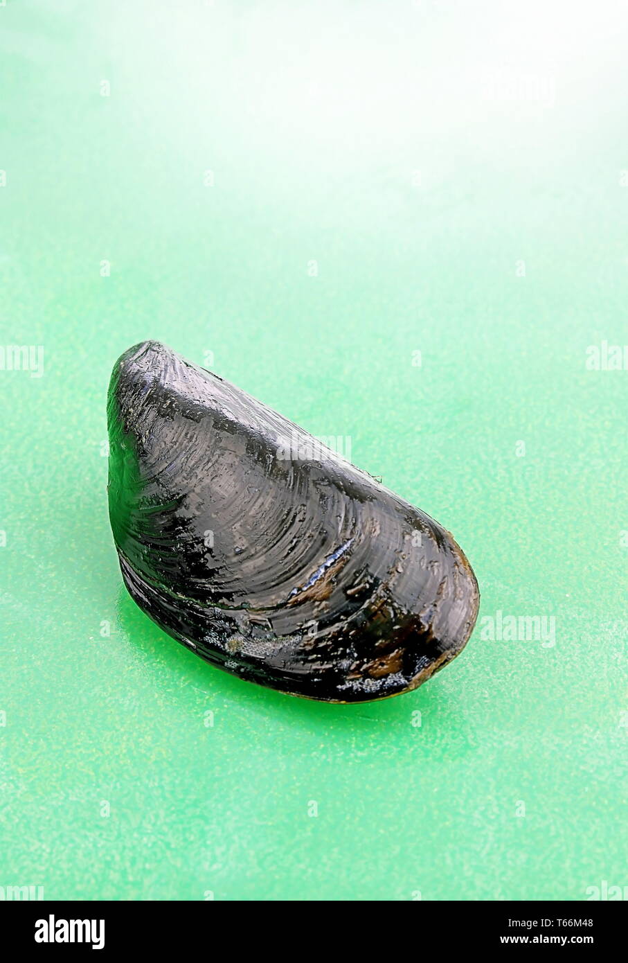 Molluses hi-res stock photography and images - Alamy