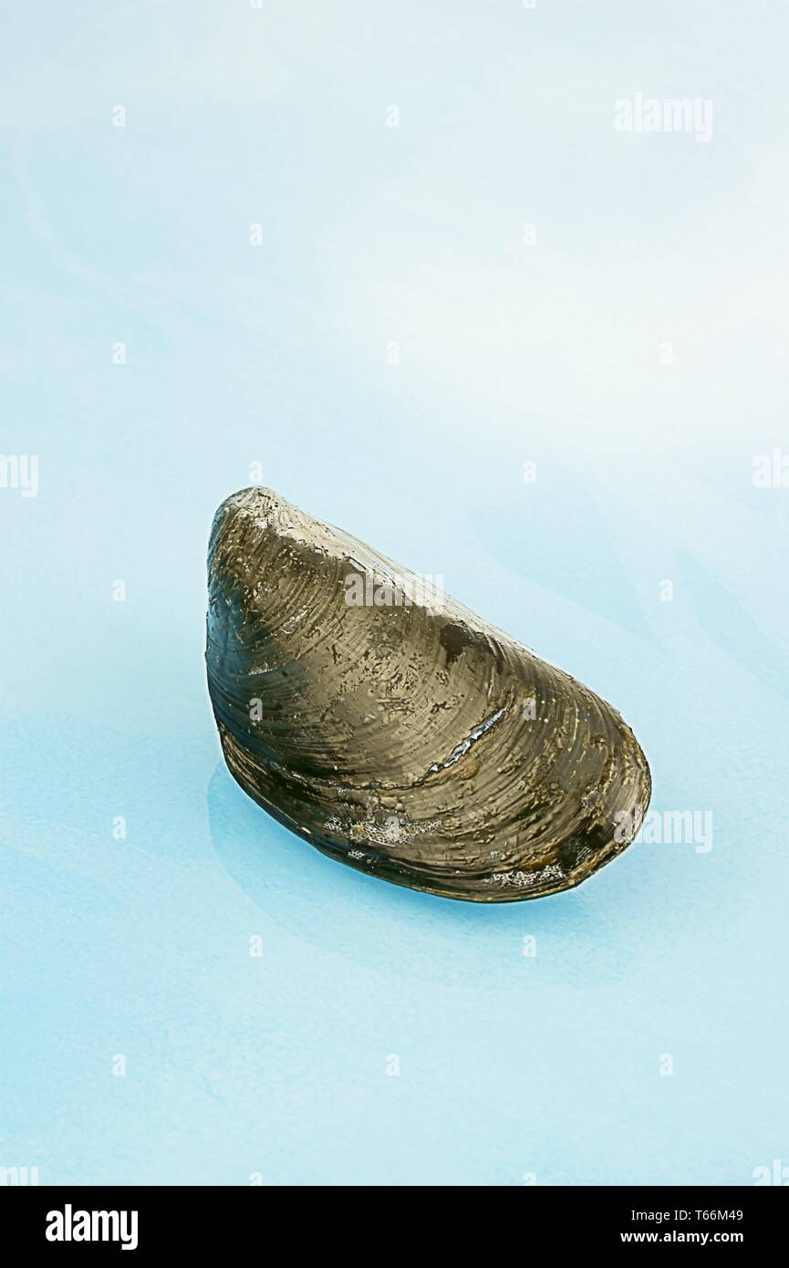 Miesmuschelschalen hi-res stock photography and images - Alamy