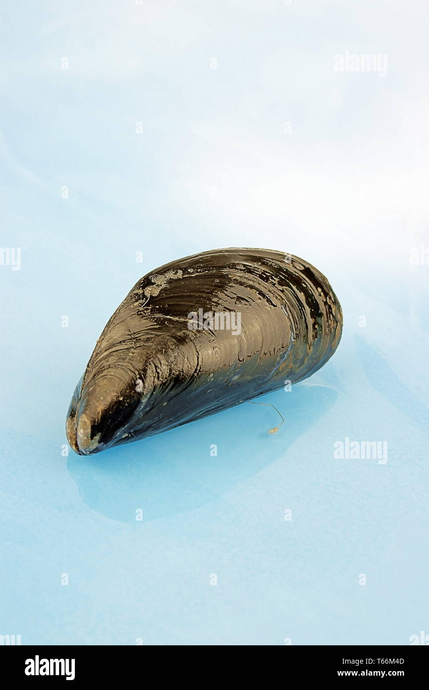 Mussel shell blue hi-res stock photography and images - Alamy