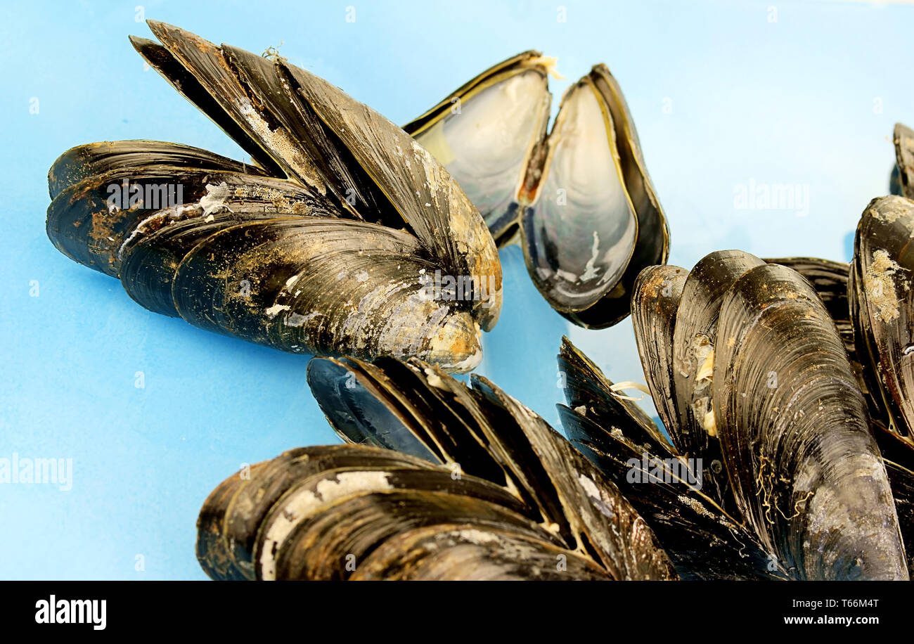 Common mussel shell hi-res stock photography and images - Alamy