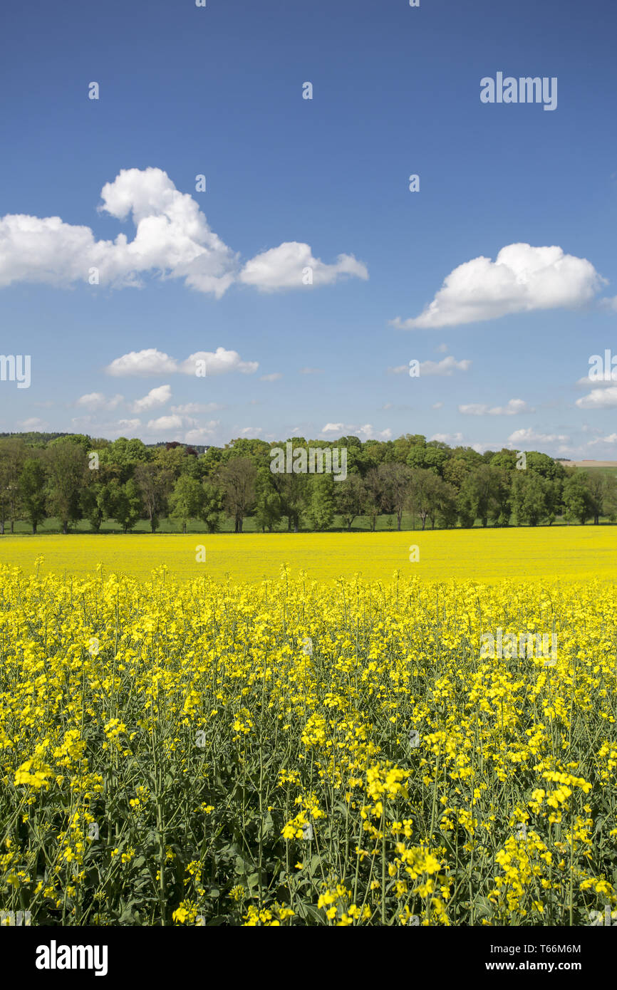 Colza crop hi-res stock photography and images - Alamy