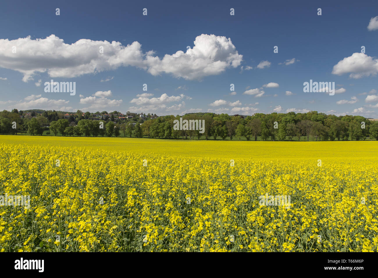 Colza field hi-res stock photography and images - Alamy