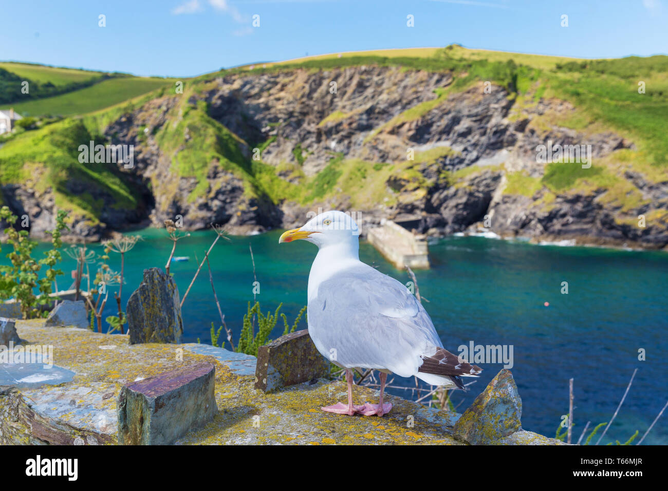 Popular Port Issac Atlantic ocean coast, Cornwall, England, Unit Stock ...