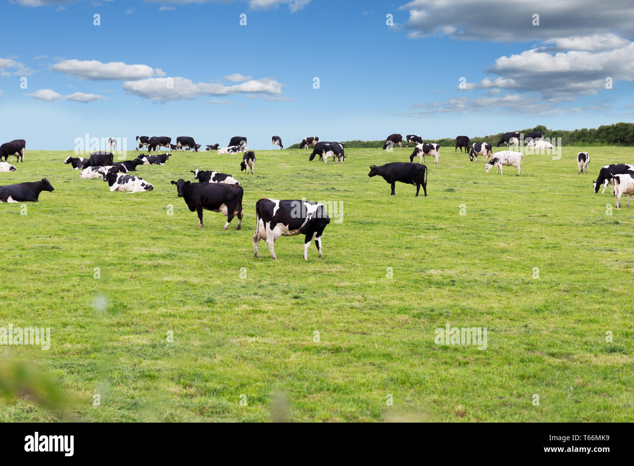 Cows grazing on farm land hi-res stock photography and images - Alamy