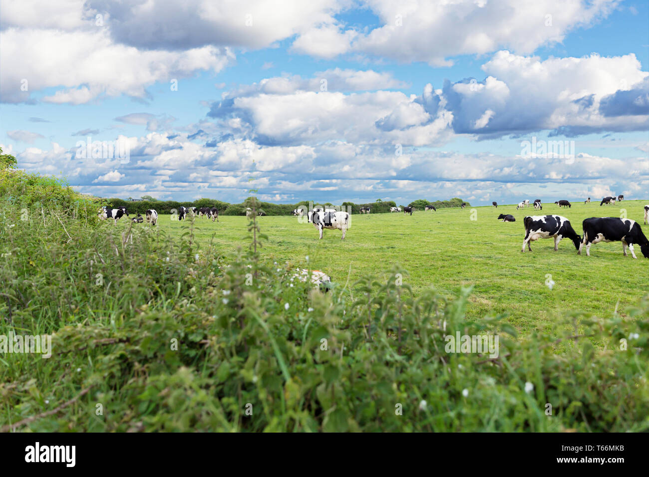 Perfect farm cows on a green meadow Stock Photo - Alamy