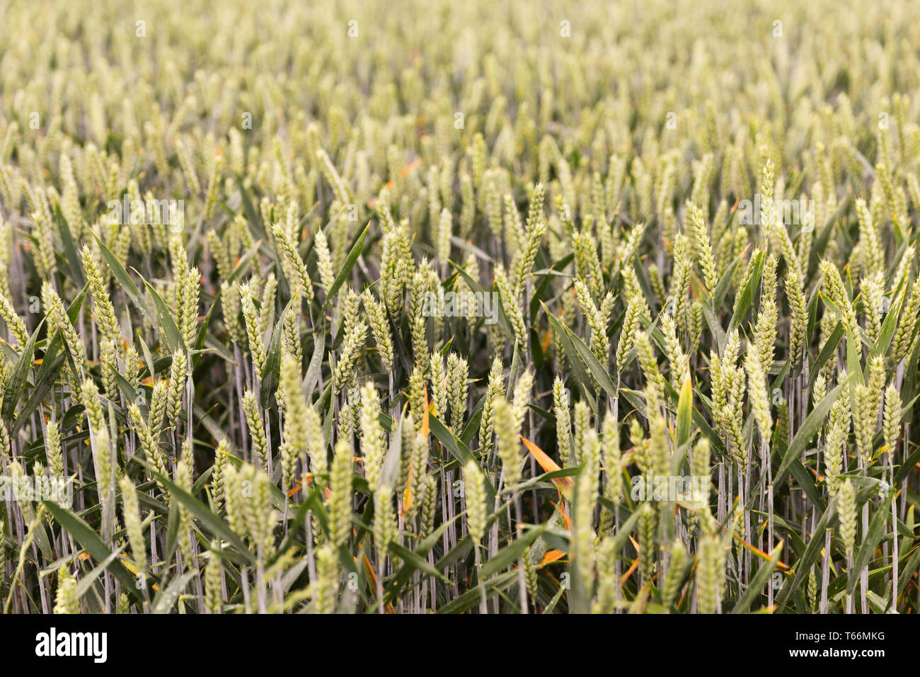 Wheat grains on straw hi-res stock photography and images - Alamy