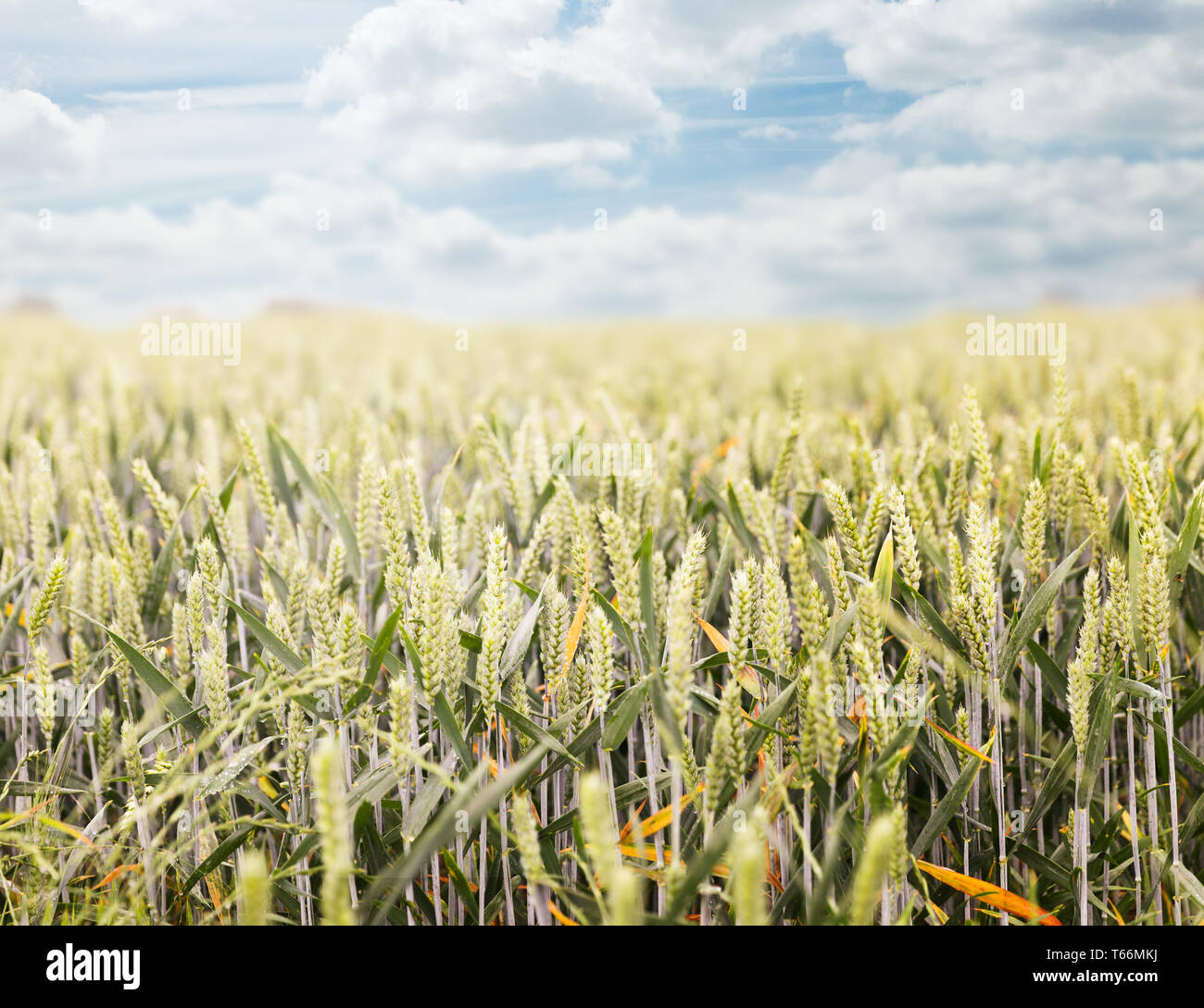green spring grains, wheat ears on field of rye Stock Photo - Alamy